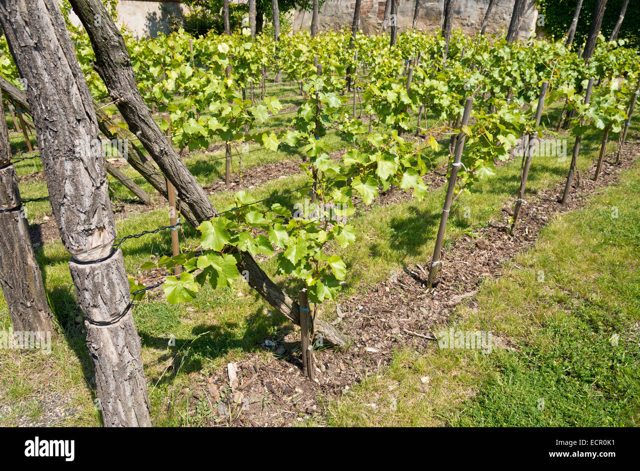 a traditional wineyard in the spring time Stock Photo - Alamy
