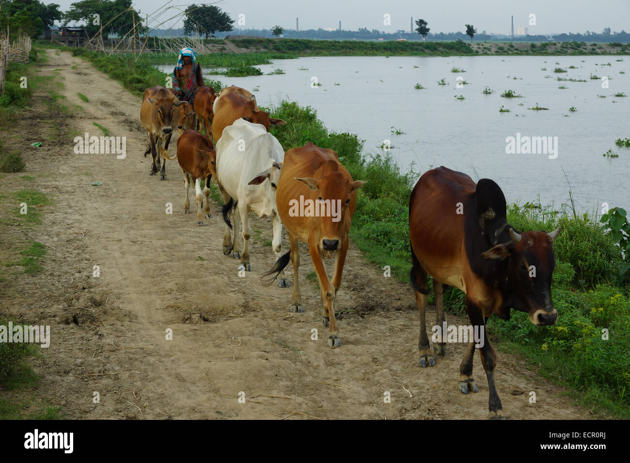 cows walking on a path next to a river in savar, bangladesh Stock Photo ...