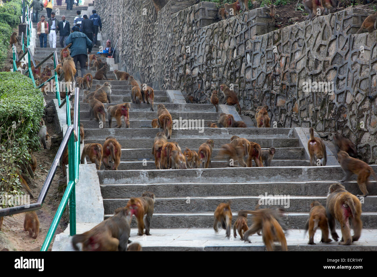 Troop of Monkeys at the Monkey Temple or Swayambhunath Kathmandu Nepal ...