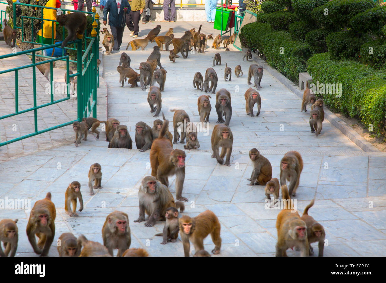 Troop of Monkeys at the Monkey Temple or Swayambhunath Kathmandu Stock ...