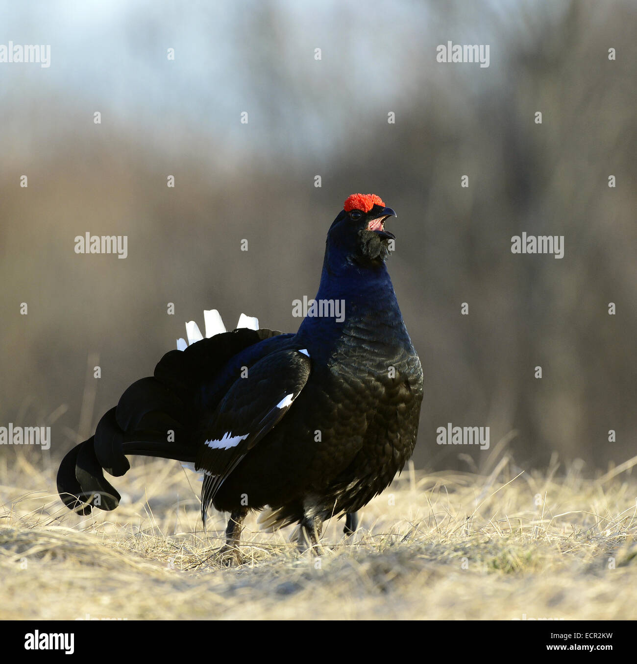 Lekking Black Grouse ( Lyrurus tetrix). Early morning. Sunrise Stock ...