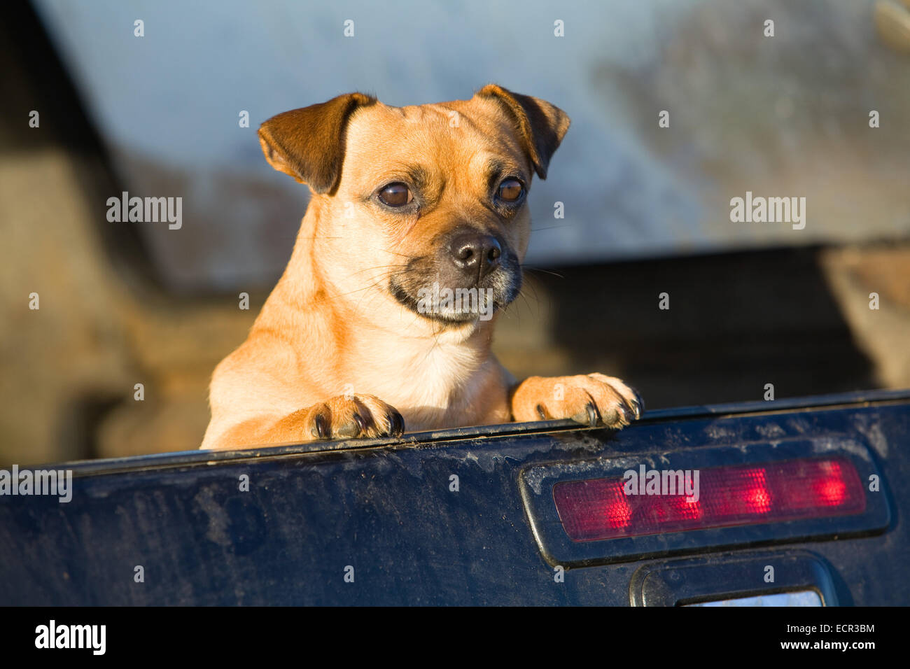 Little dog pug hi-res stock photography and images - Alamy