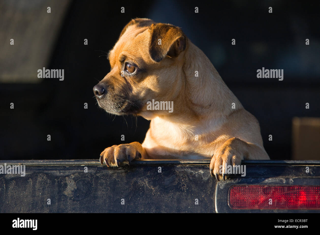 Dog peering hi-res stock photography and images - Alamy