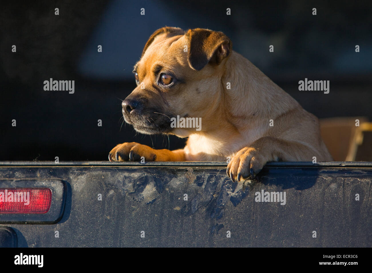 Cute truck hi-res stock photography and images - Alamy