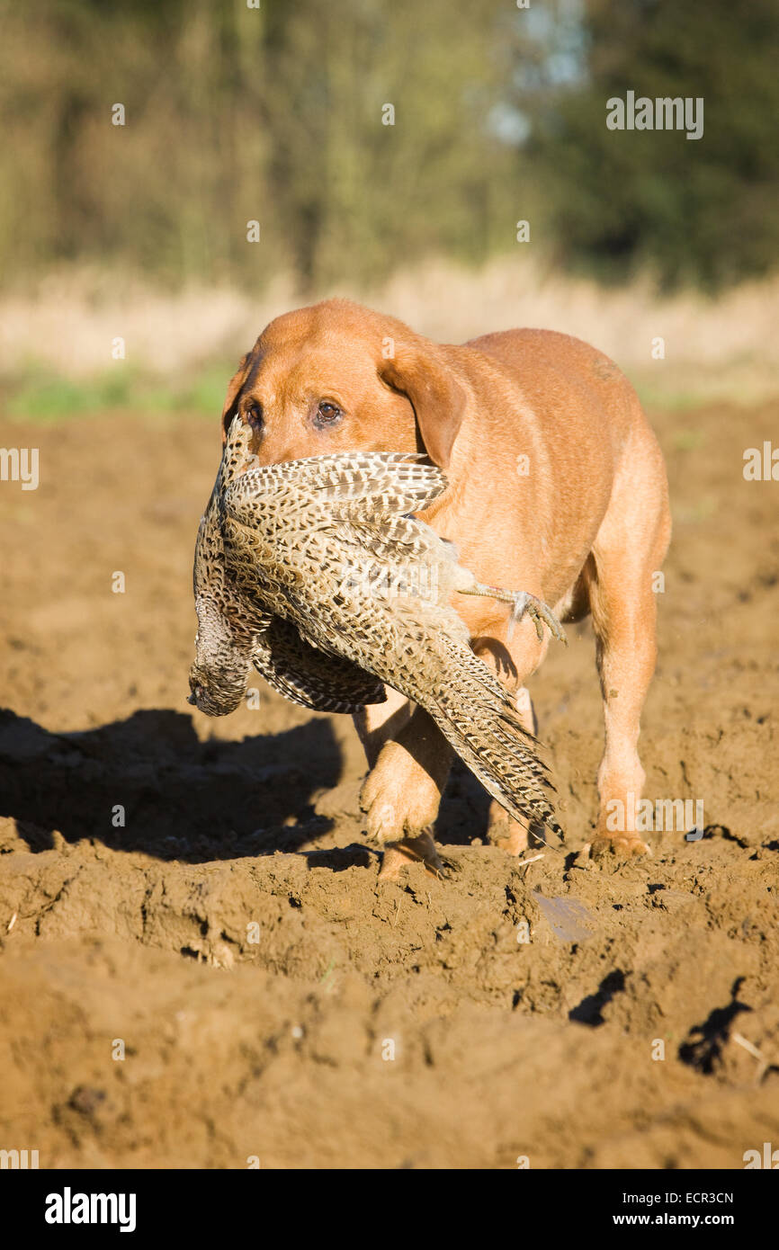 Labrador Retriever Retrieving Pheasant High Resolution Stock ...