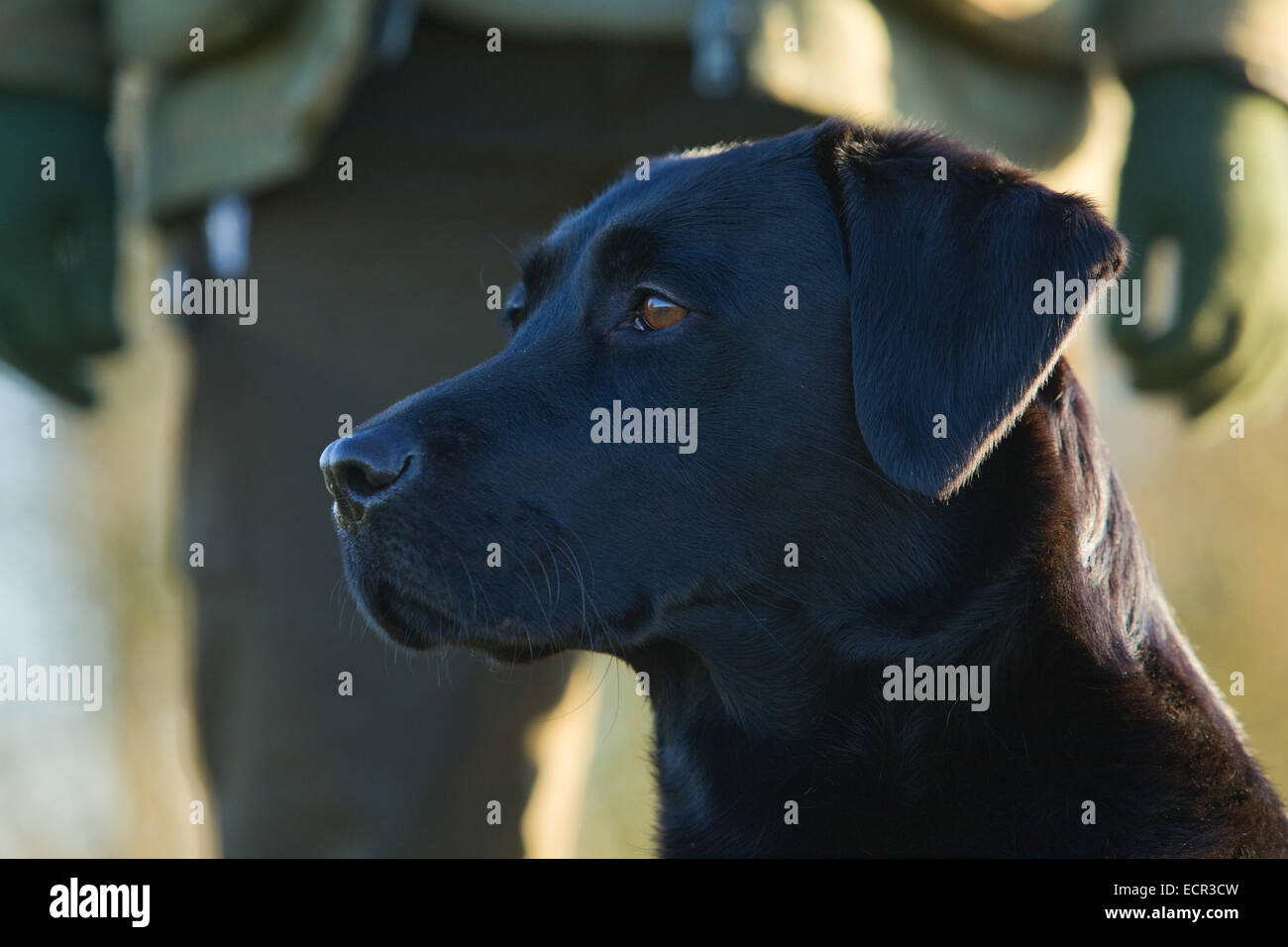 Black labrador retriever owner on hi-res stock photography and images ...