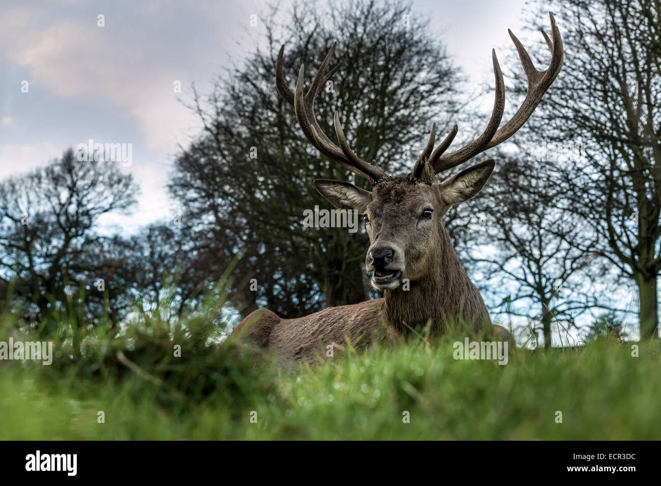 Red Deer Stag Stock Photo - Alamy