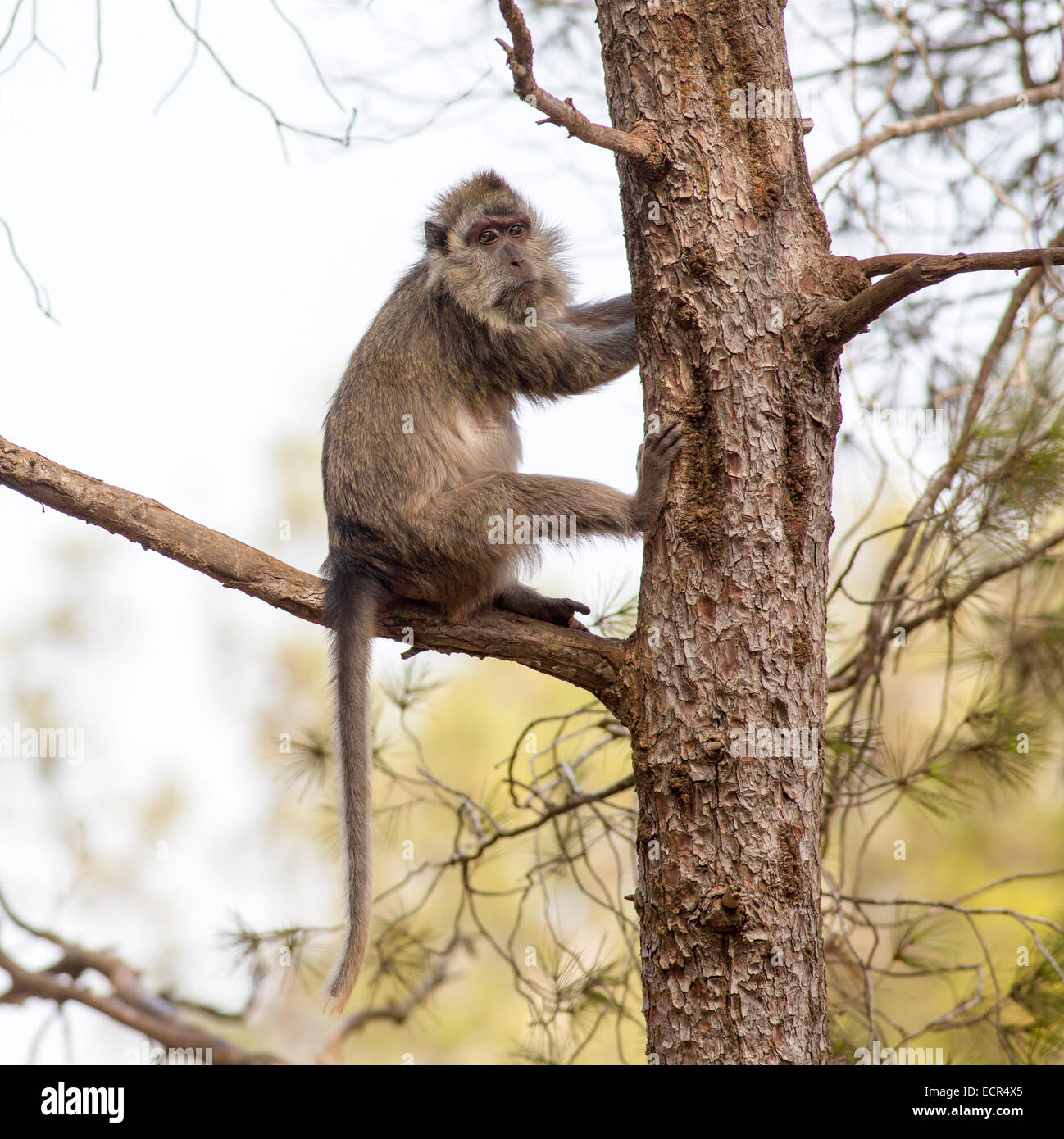 Weeper Capuchin (Cebus nigrivittatus Stock Photo - Alamy