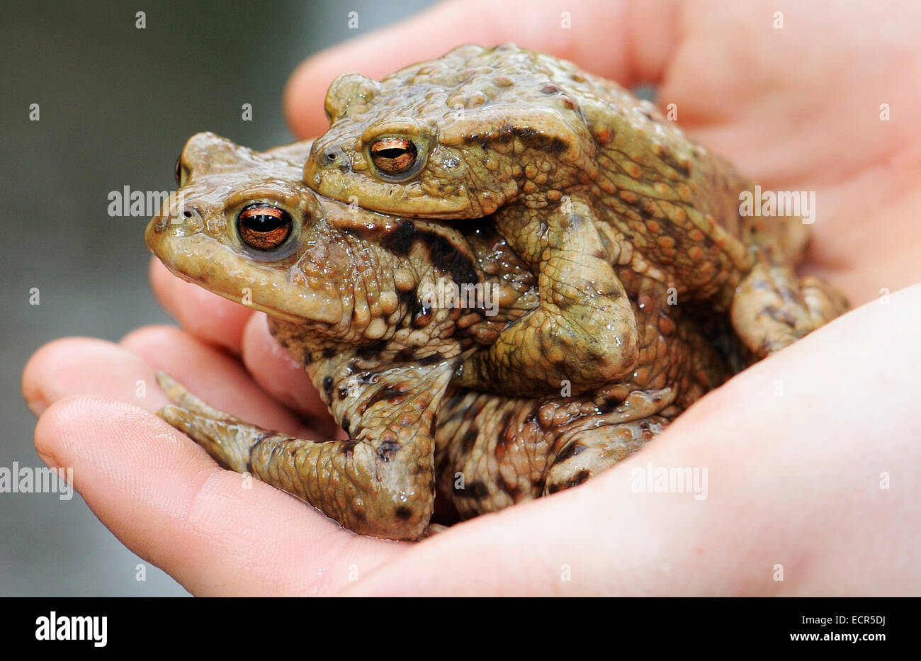 A toad carries piggy-back another one on April 3, 2011, near Freiburg ...