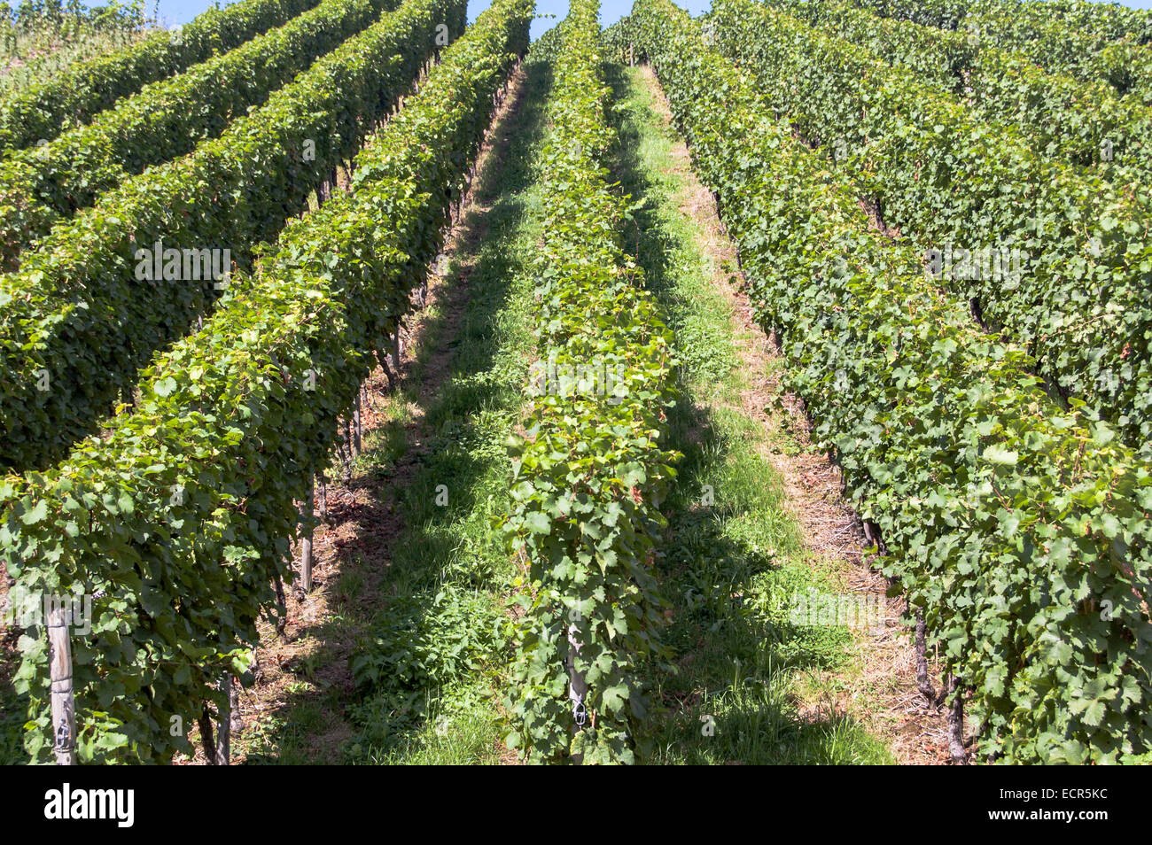Lines of vineyard hi-res stock photography and images - Alamy