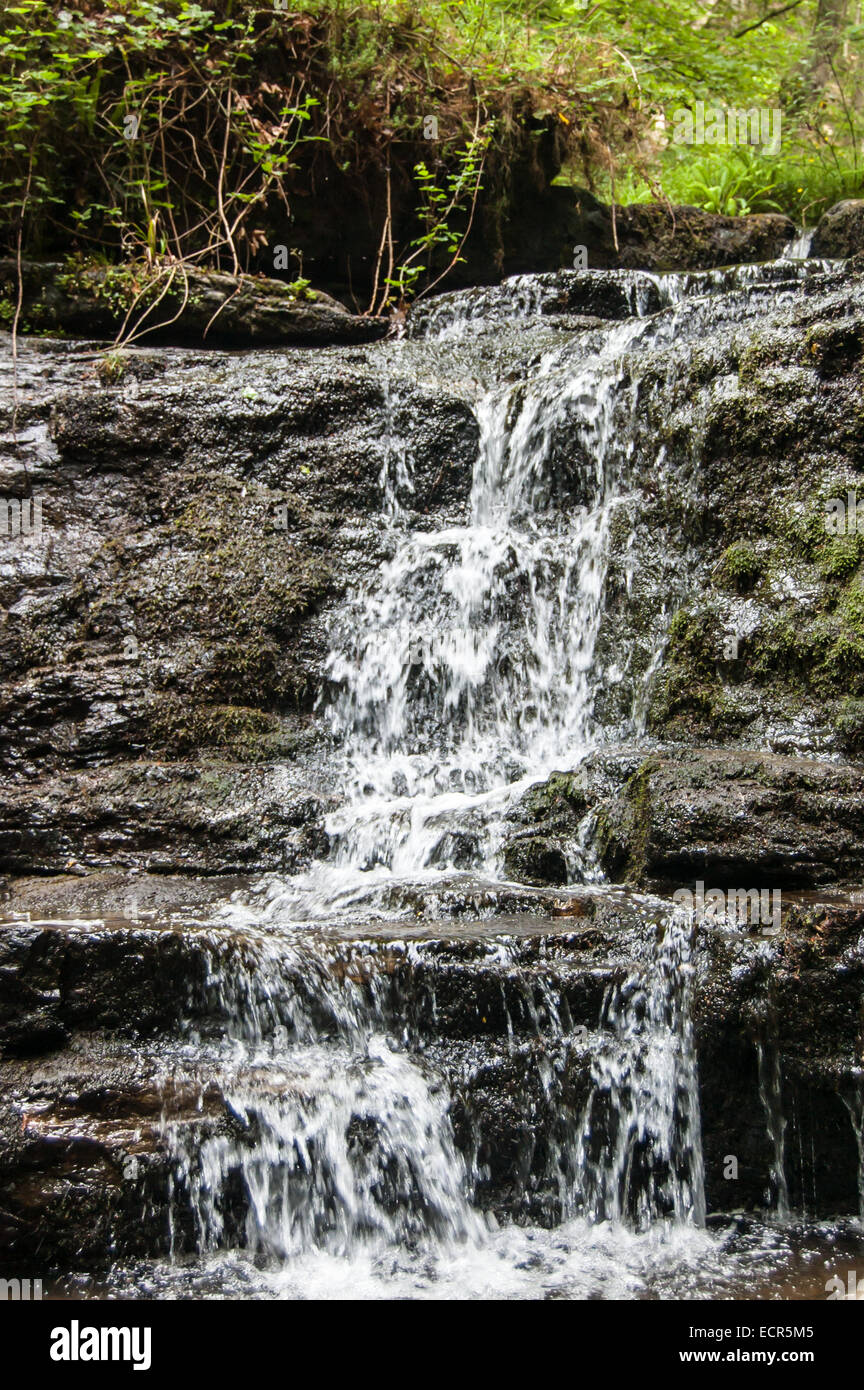 small waterfall on rocks flowing into a small river on forest Stock ...