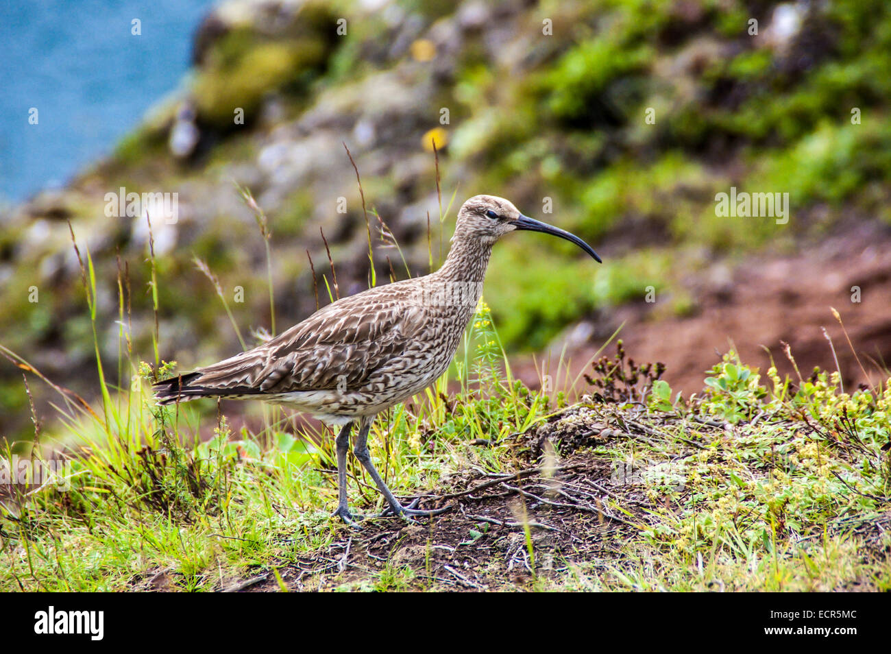 Lonely plume hi-res stock photography and images - Alamy