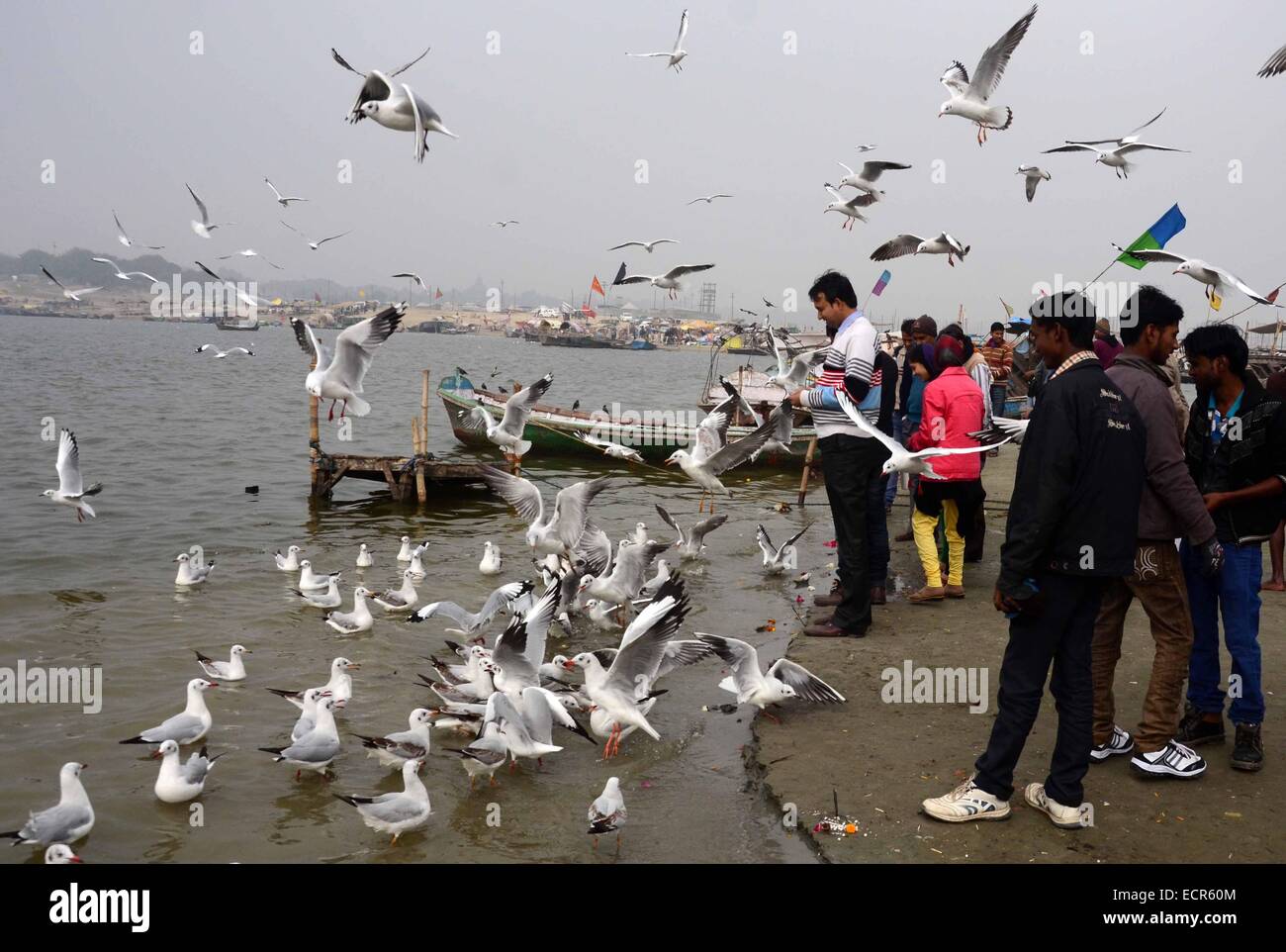 Devotees feeds seagulls at Sangam during a cold and foggy morning in ...