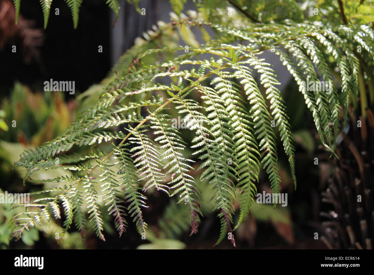 Ferns are growing in a park in Nantes (France Stock Photo - Alamy