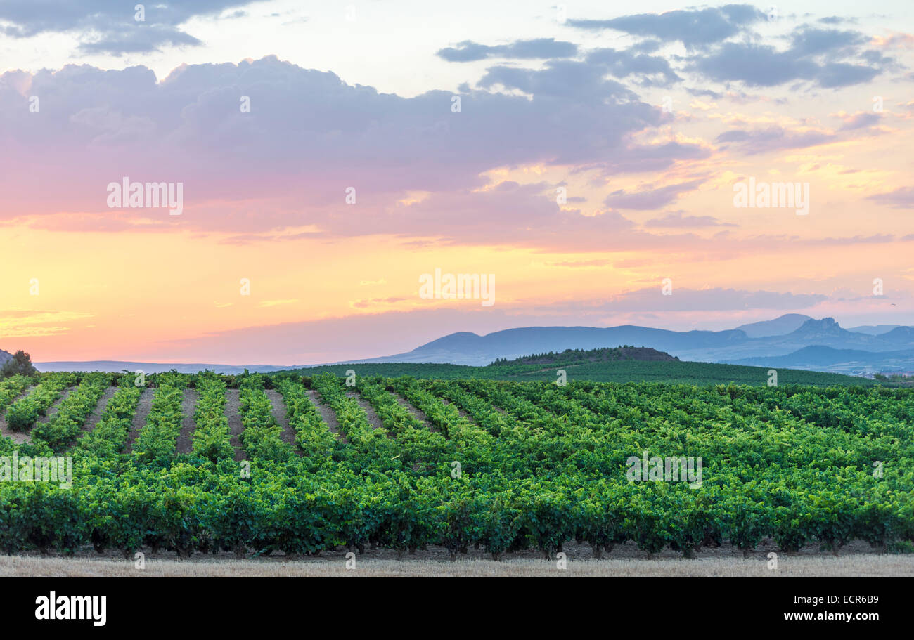Vineyards of Briones, La Rioja, Alava, Basque Country, Spain Stock ...