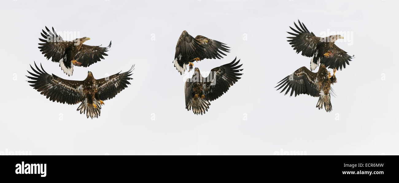 a sequence of shots of a White-tailed Eagle trying to steal a fish of ...