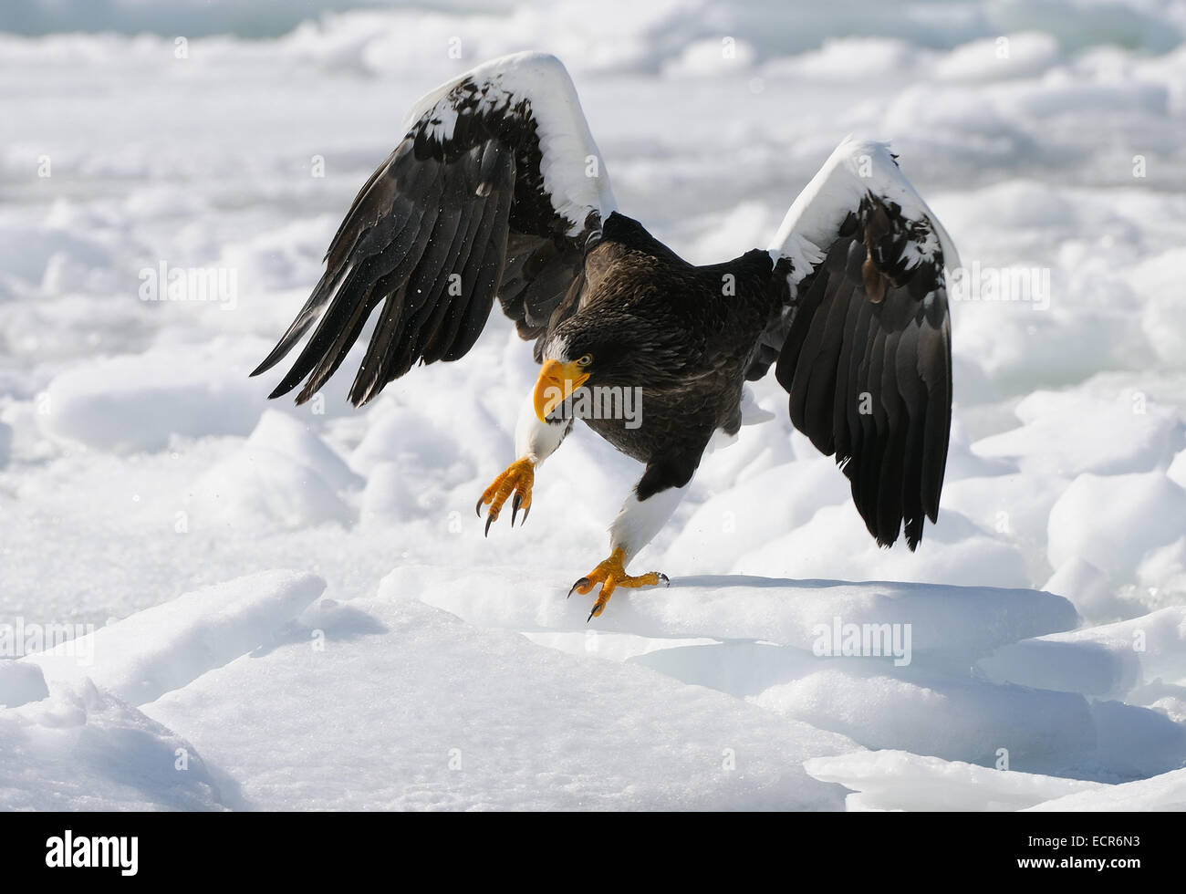Steller's Sea Eagle on the drifting ice at Nemuro Strait a few miles ...