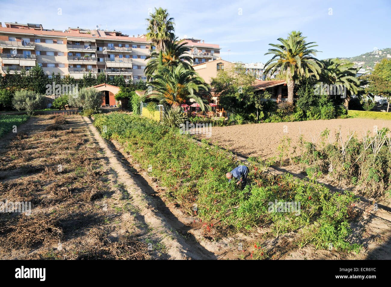 Spanish farmers works in his field. Photographed near Girona, Catalonia ...