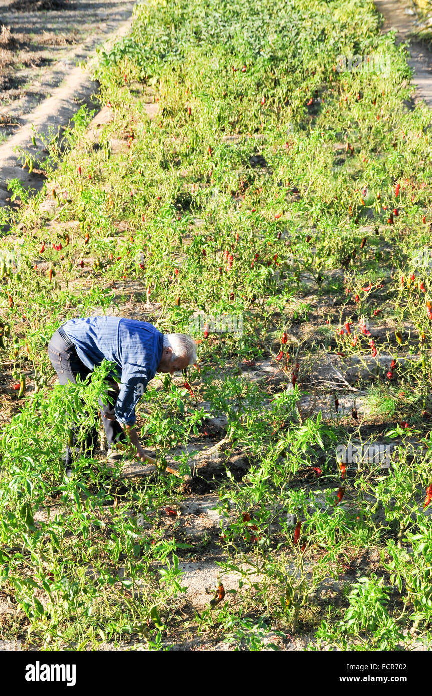 Spanish farmers works in his field. Photographed near Girona, Catalonia ...