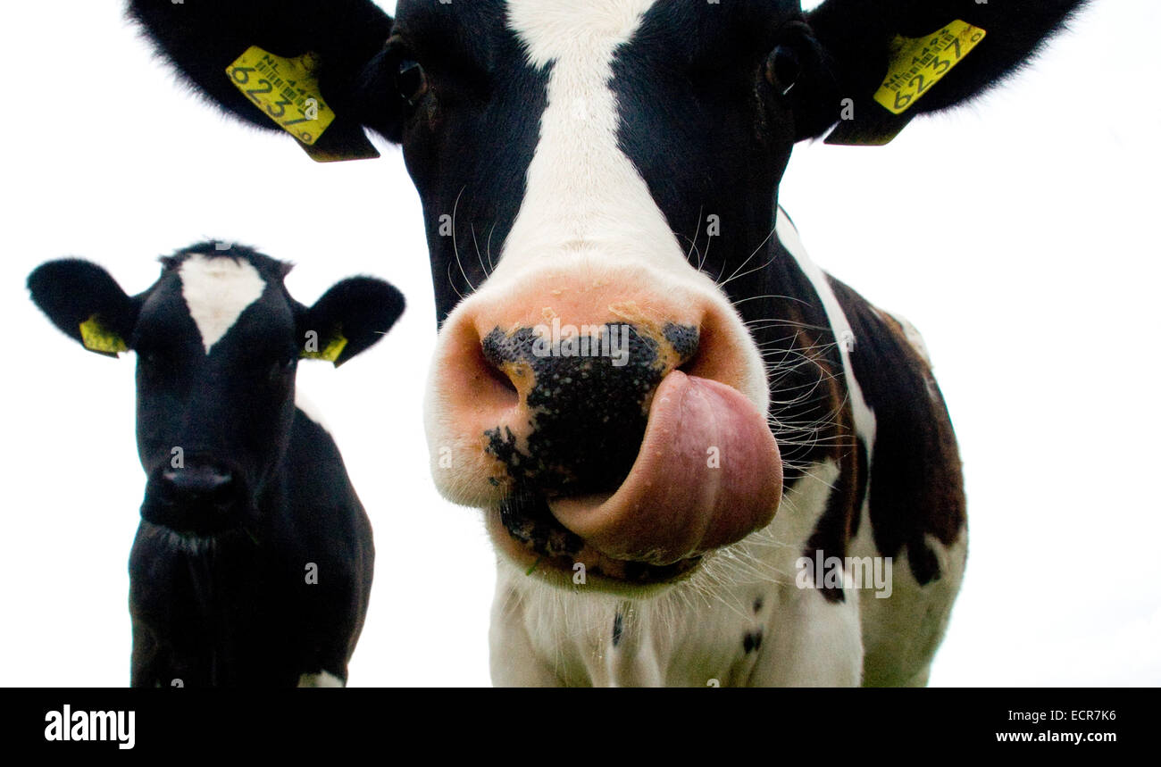 Cow licking nose hi-res stock photography and images - Alamy