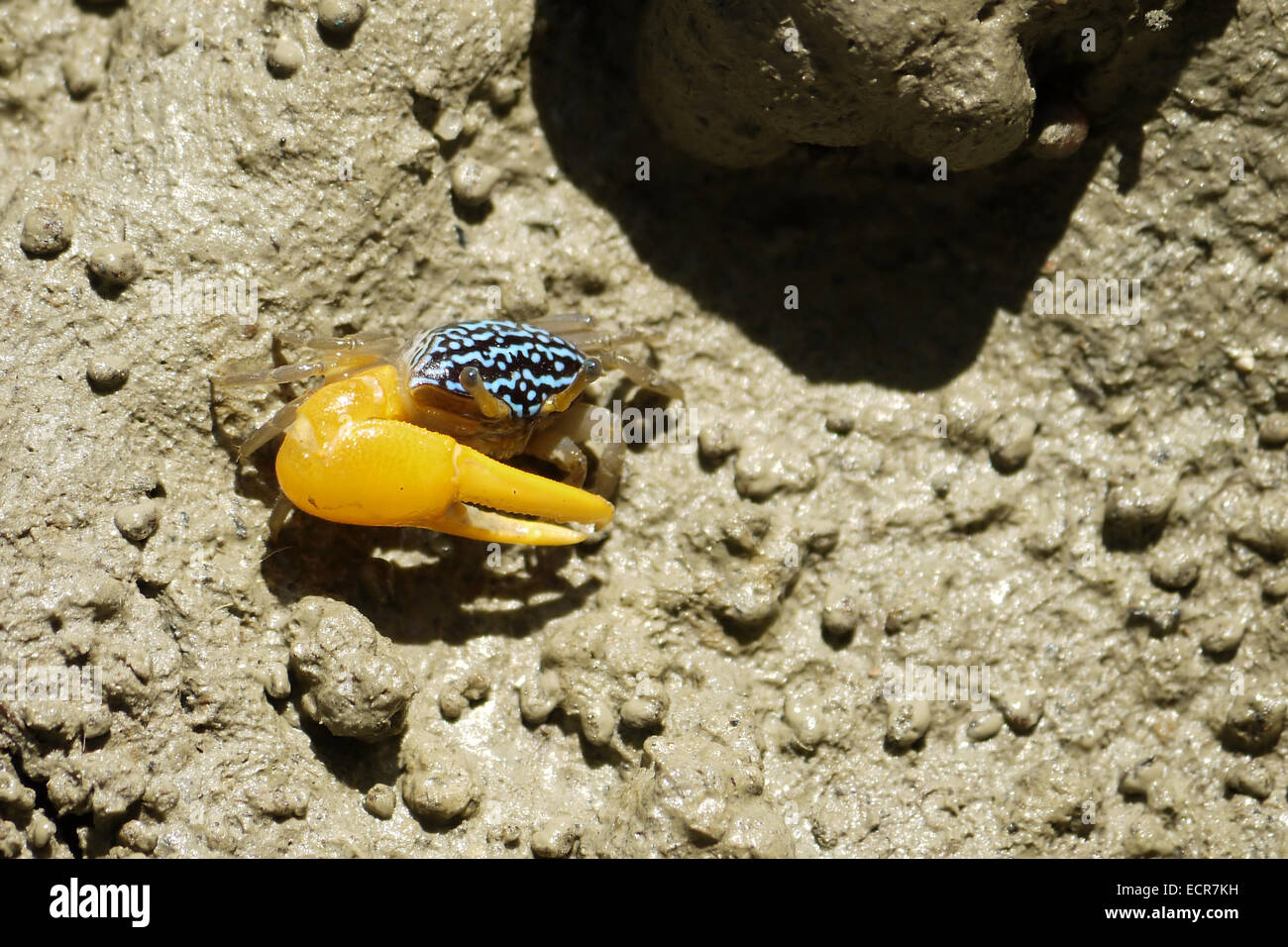 Portrait of a Blue Fiddler Crab Stock Photo - Alamy