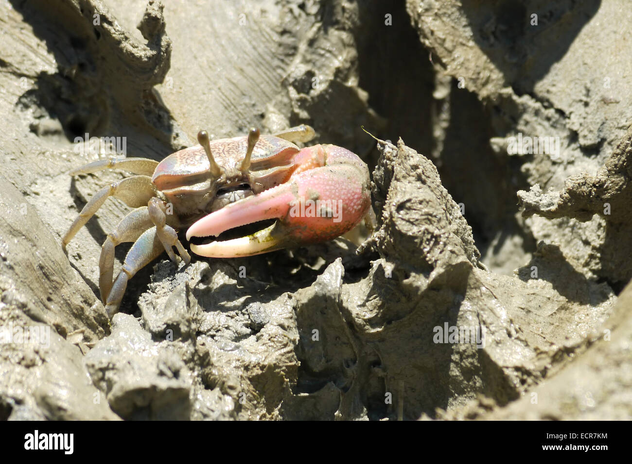 A Red Fiddler Crab Stock Photo - Alamy