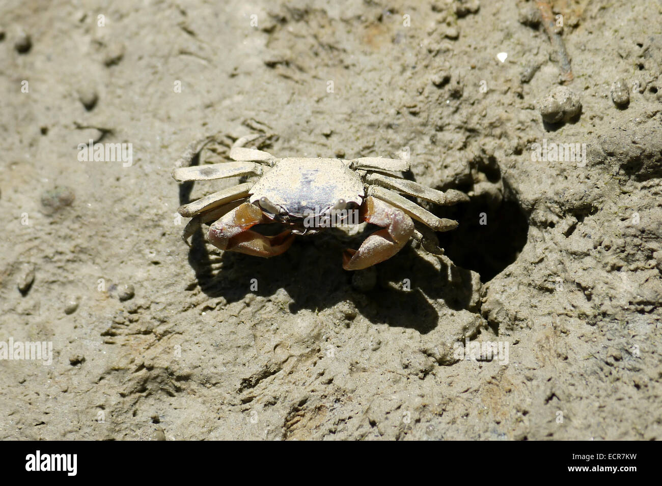 Portrait of a Spider Crab Stock Photo - Alamy