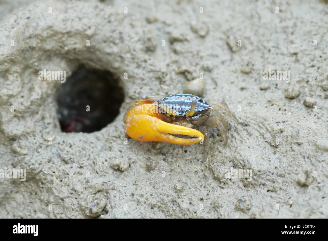 Portrait of a Blue Fiddler Crab Stock Photo - Alamy