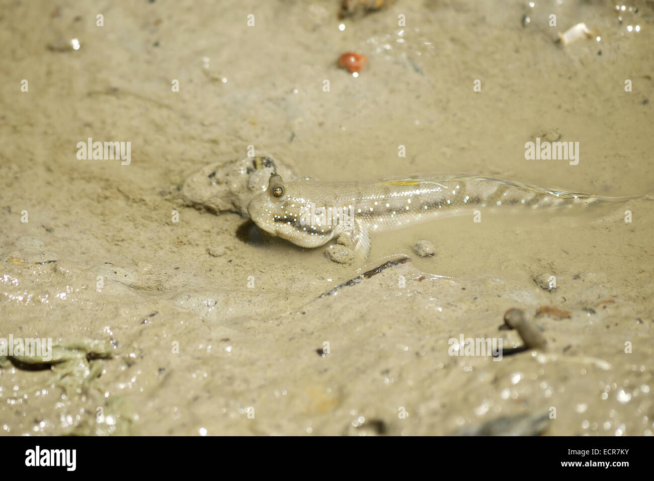 A Blue Spotted Mud Skipper Stock Photo - Alamy