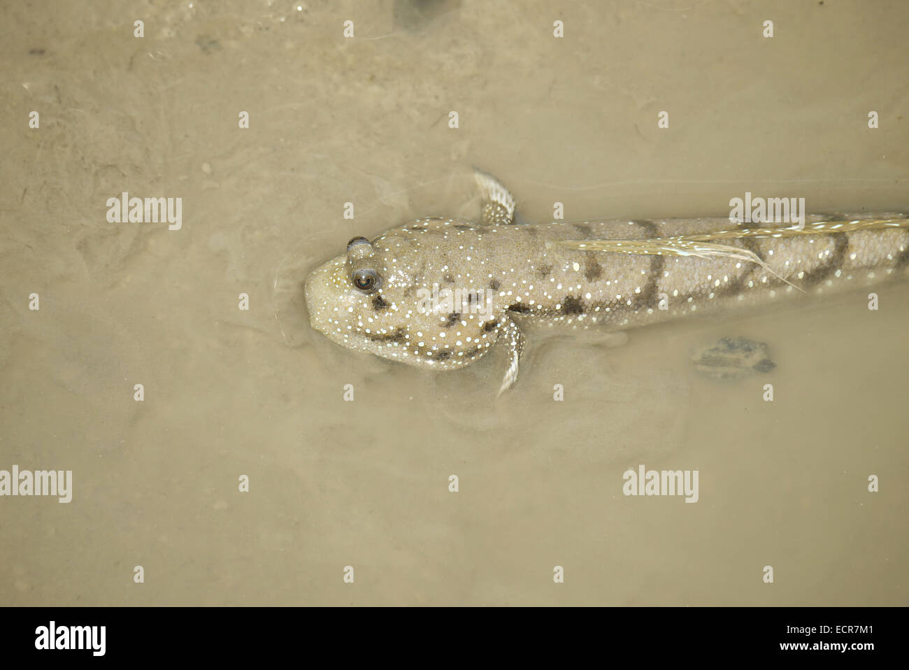 A Blue Spotted Mud Skipper Stock Photo - Alamy