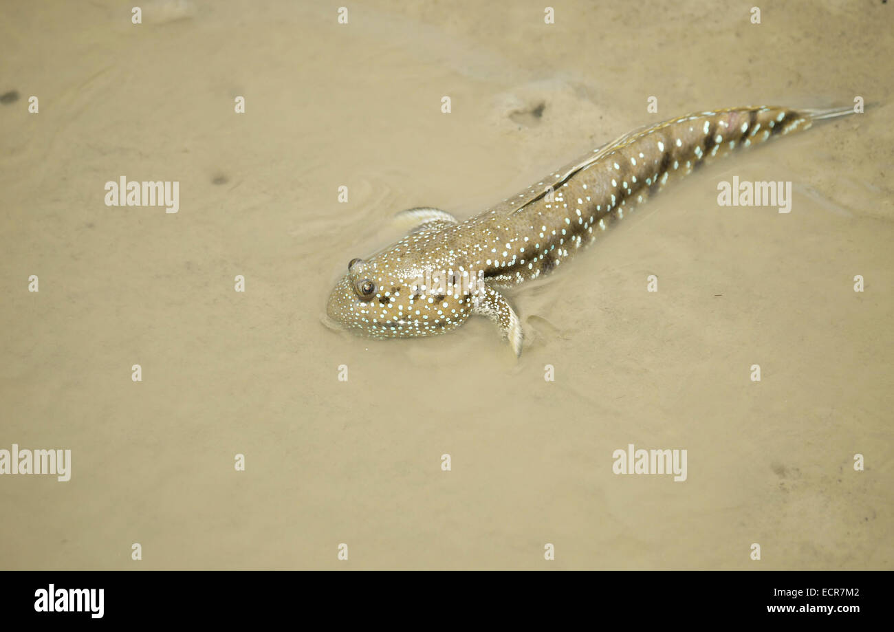 A Blue Spotted Mud Skipper Stock Photo - Alamy