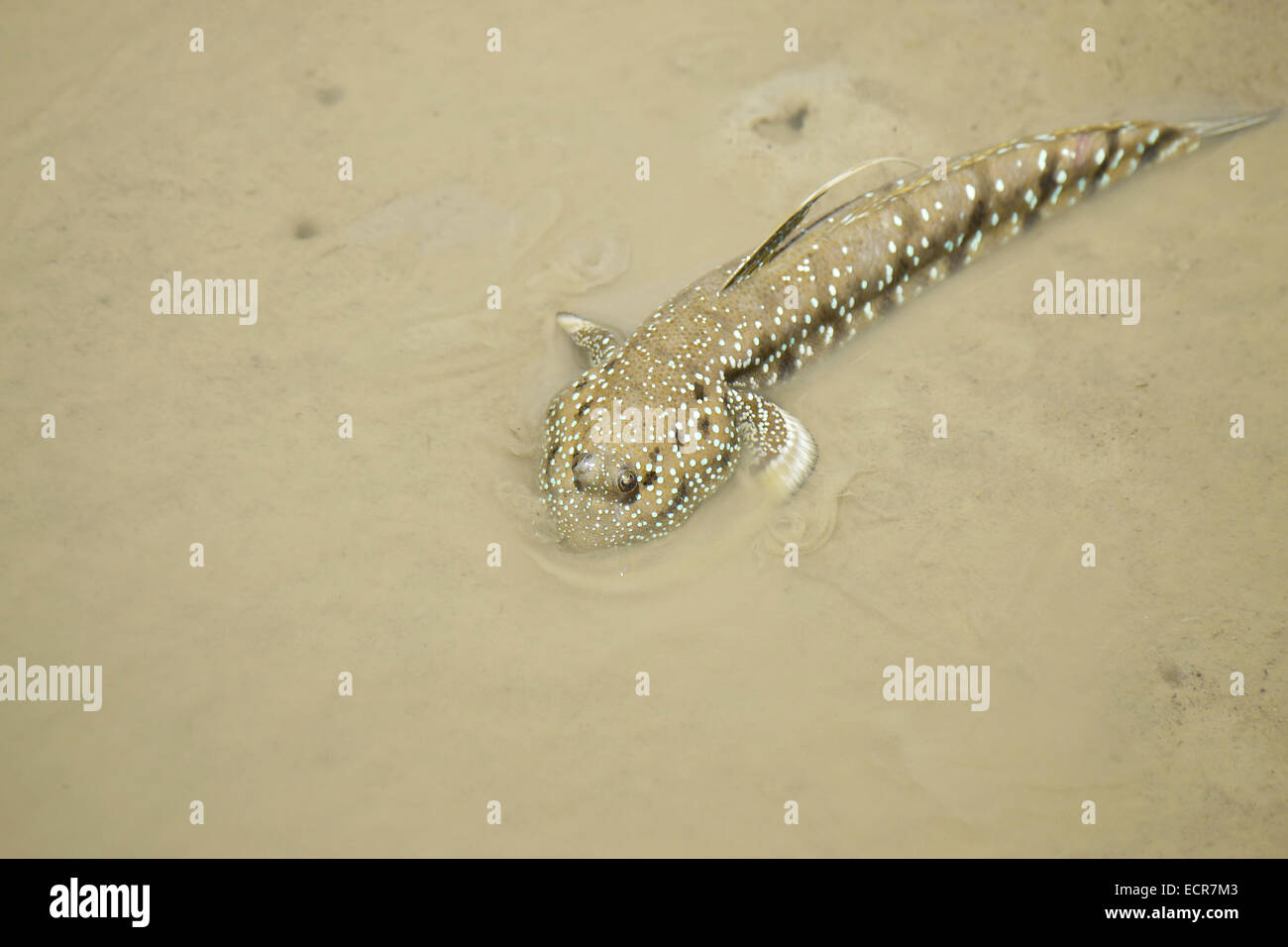 A Blue Spotted Mud Skipper Stock Photo - Alamy