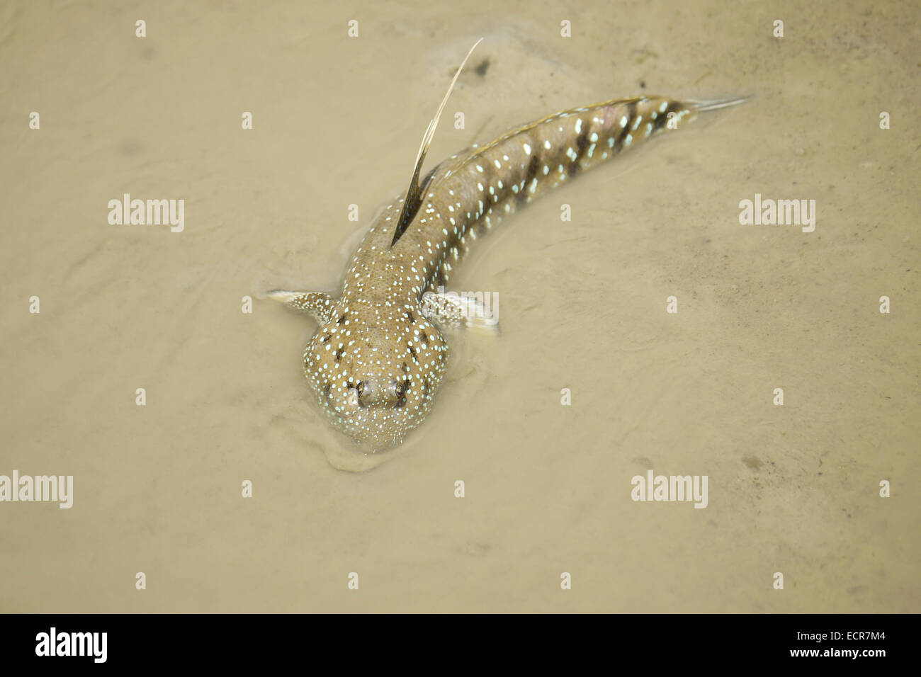 A Blue Spotted Mud Skipper Stock Photo - Alamy