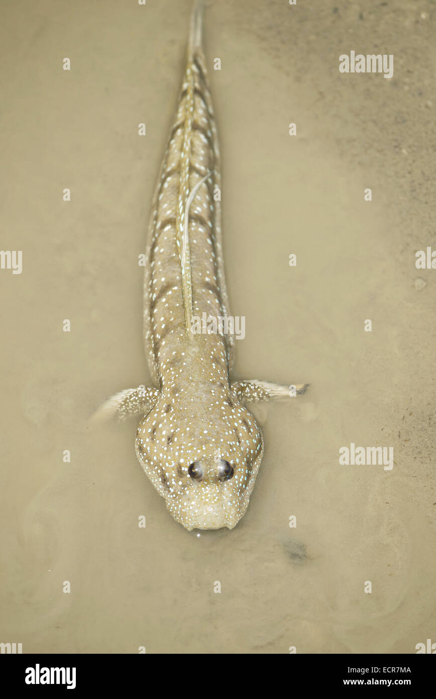 A Blue Spotted Mud Skipper Stock Photo - Alamy
