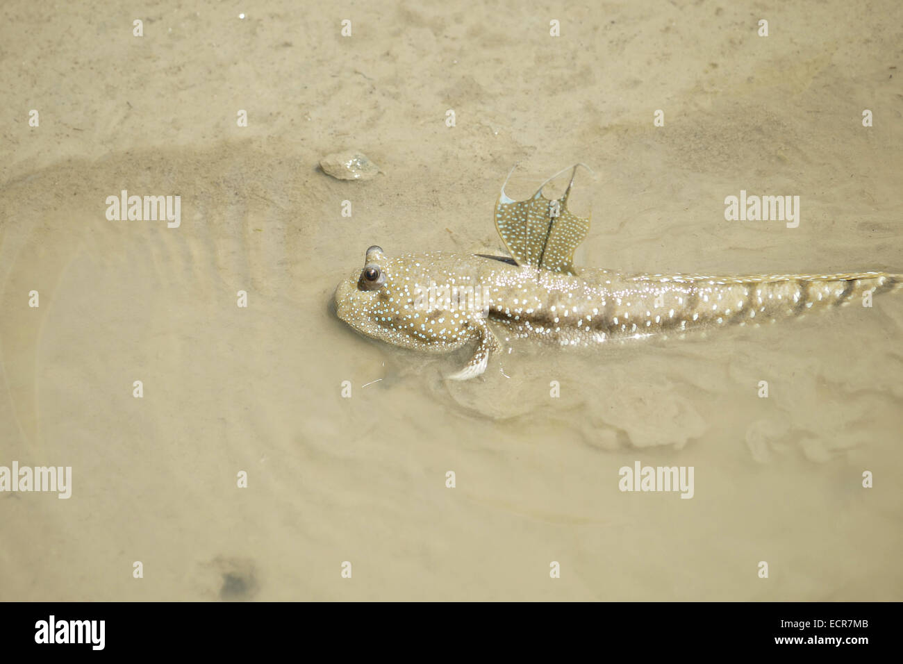 A Blue Spotted Mud Skipper Stock Photo - Alamy