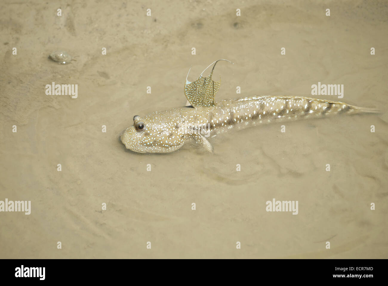 A Blue Spotted Mud Skipper Stock Photo - Alamy