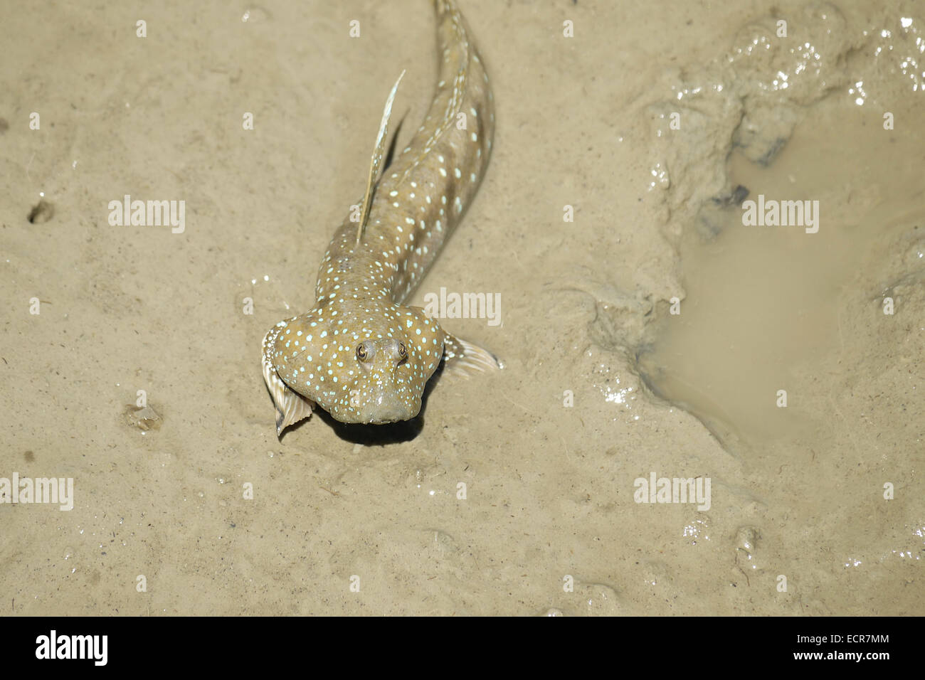 A Blue Spotted Mud Skipper Stock Photo - Alamy