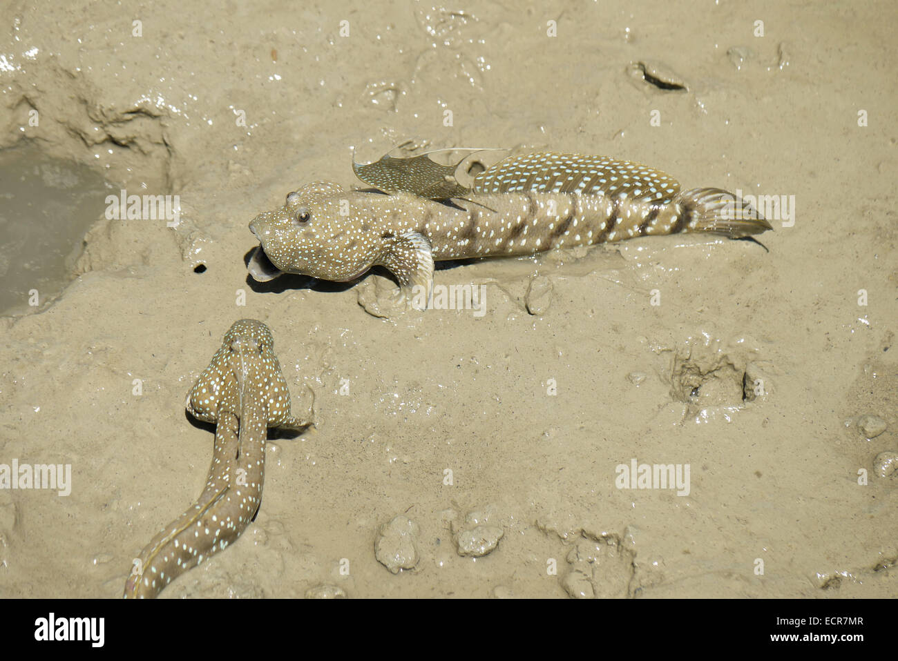 A Blue Spotted Mud Skipper Stock Photo - Alamy