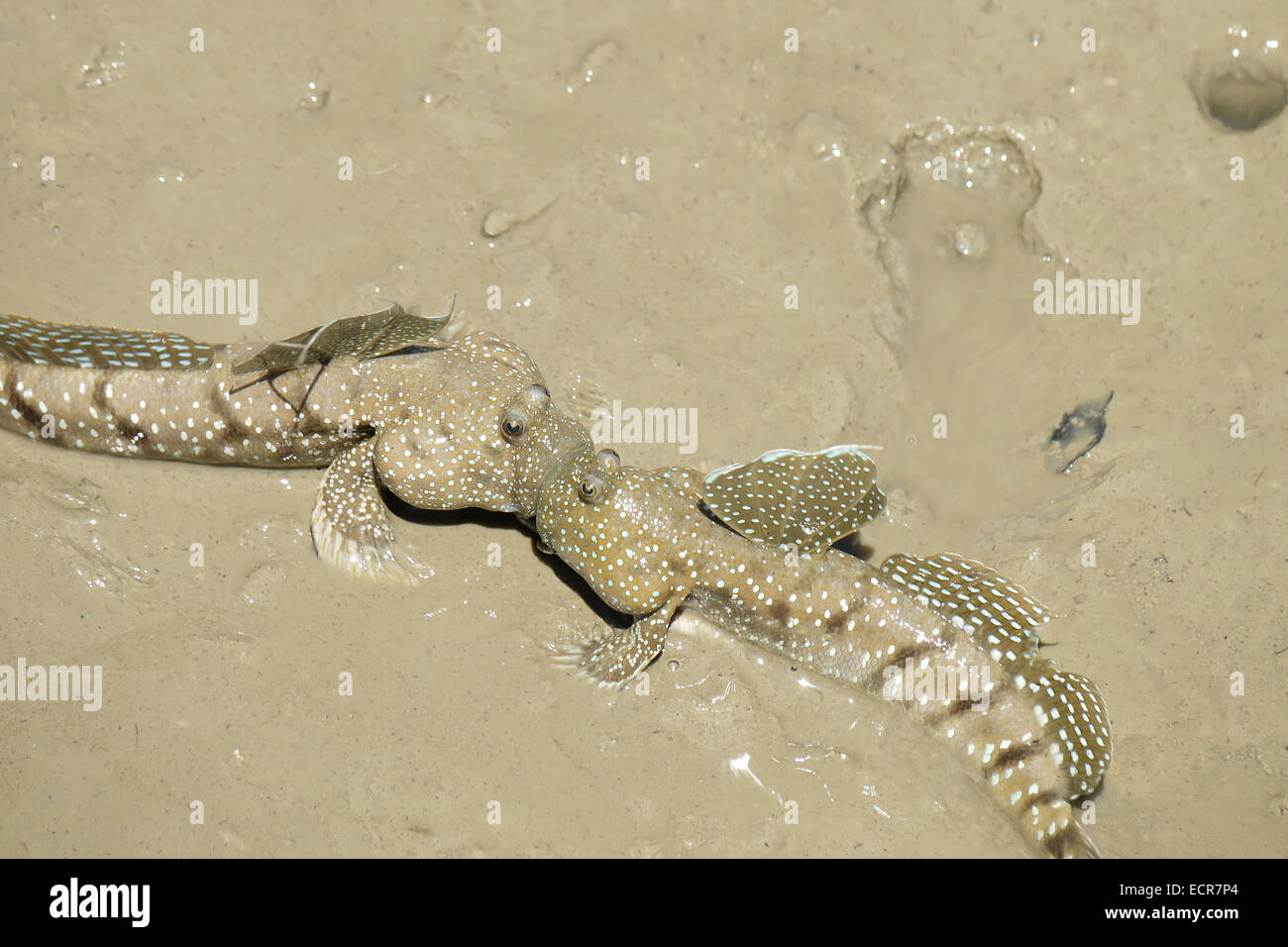 A Blue Spotted Mud Skipper Stock Photo - Alamy