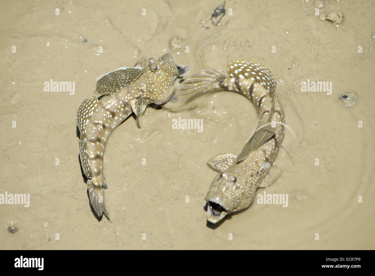 A Blue Spotted Mud Skipper Stock Photo - Alamy