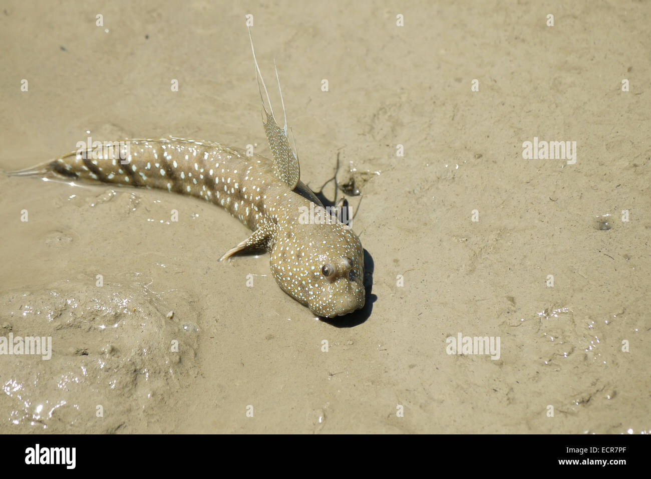 A Blue Spotted Mud Skipper Stock Photo - Alamy