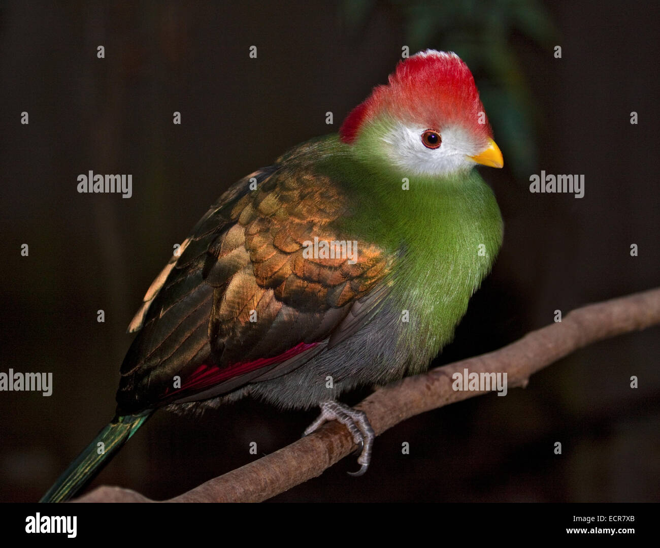 Red Crested Turaco (tauraco erythrolophus Stock Photo - Alamy
