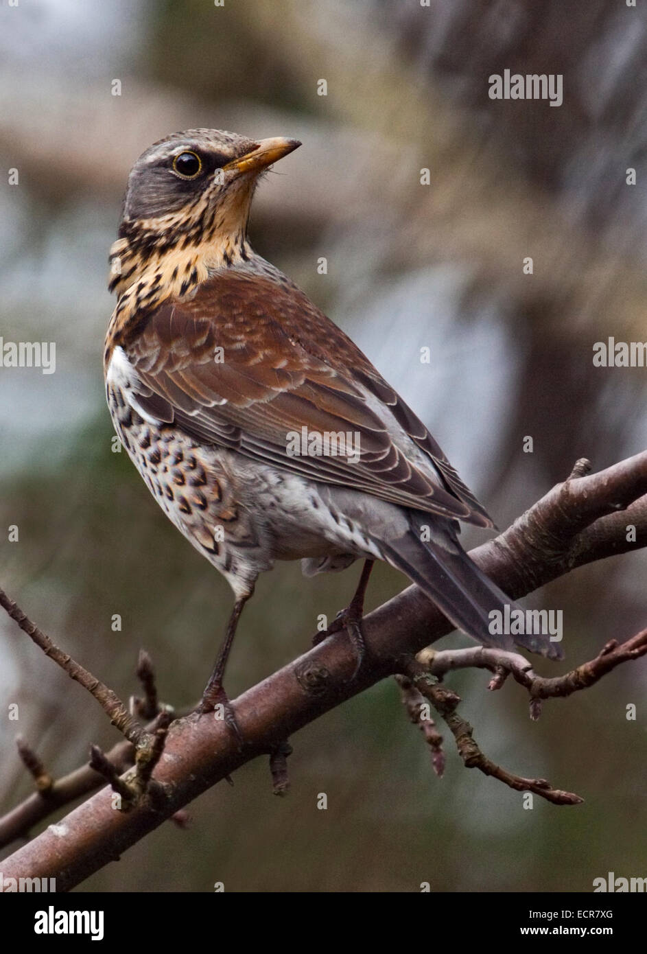 Fieldfare (turdus pilaris), UK Stock Photo - Alamy