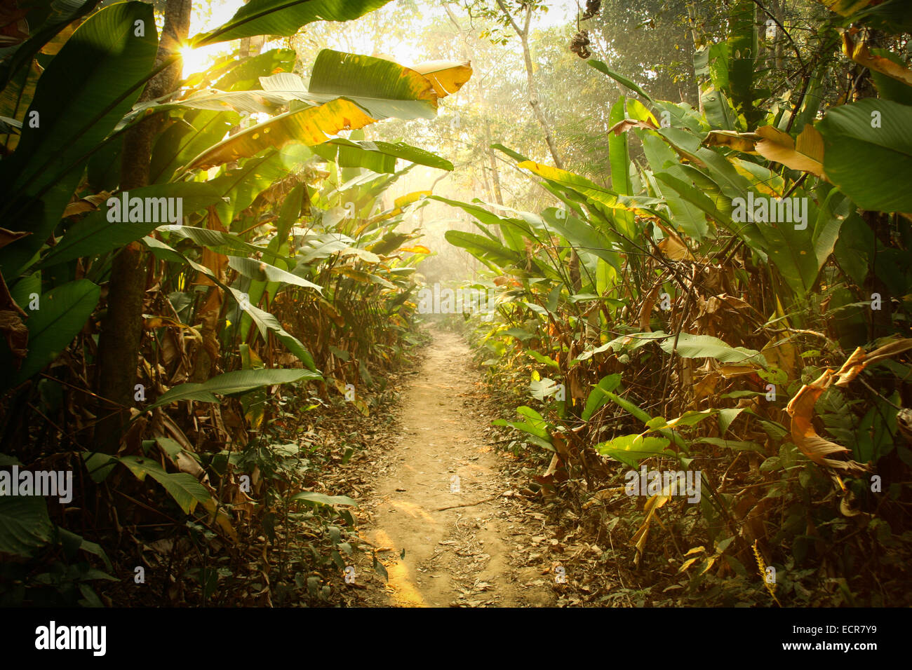 Jungle path hi-res stock photography and images - Alamy