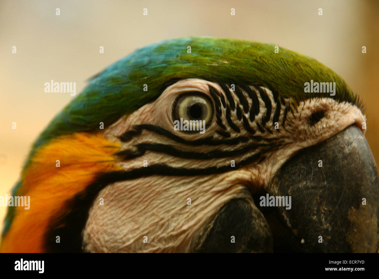 Close up of the eye of a blue and yellow macaw parrot Stock Photo - Alamy