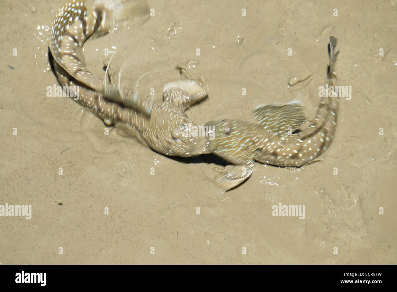 A Blue Spotted Mud Skipper Stock Photo - Alamy