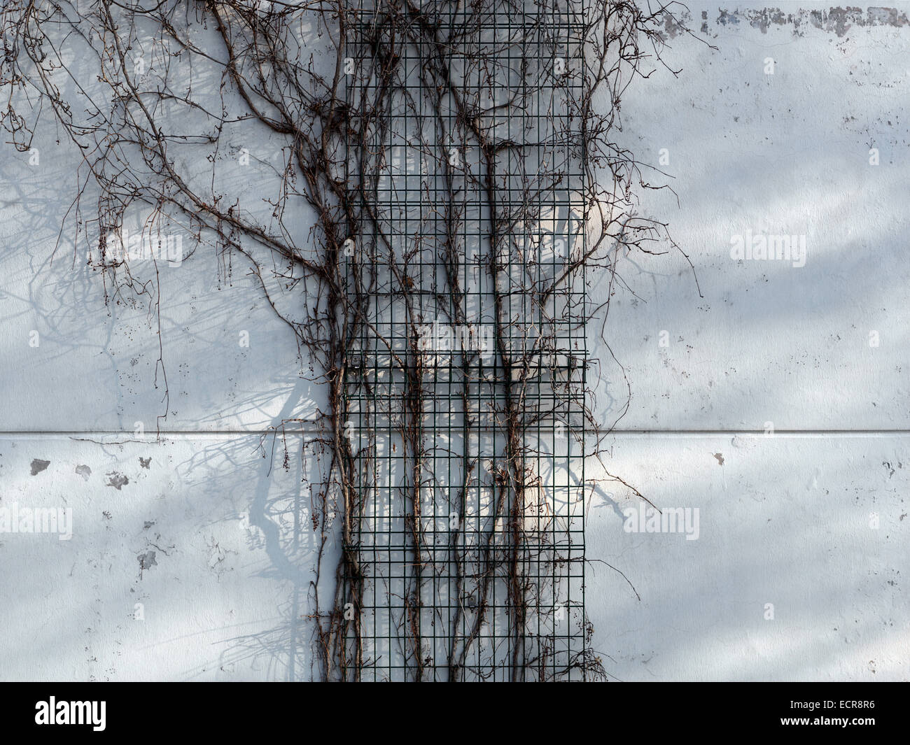 dead climbing plant wall Stock Photo - Alamy