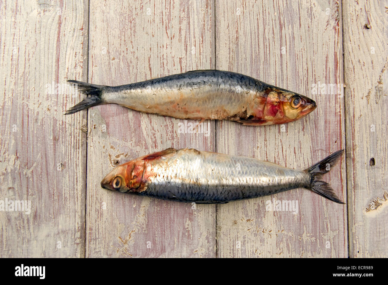 Sardines or pilchards Stock Photo - Alamy