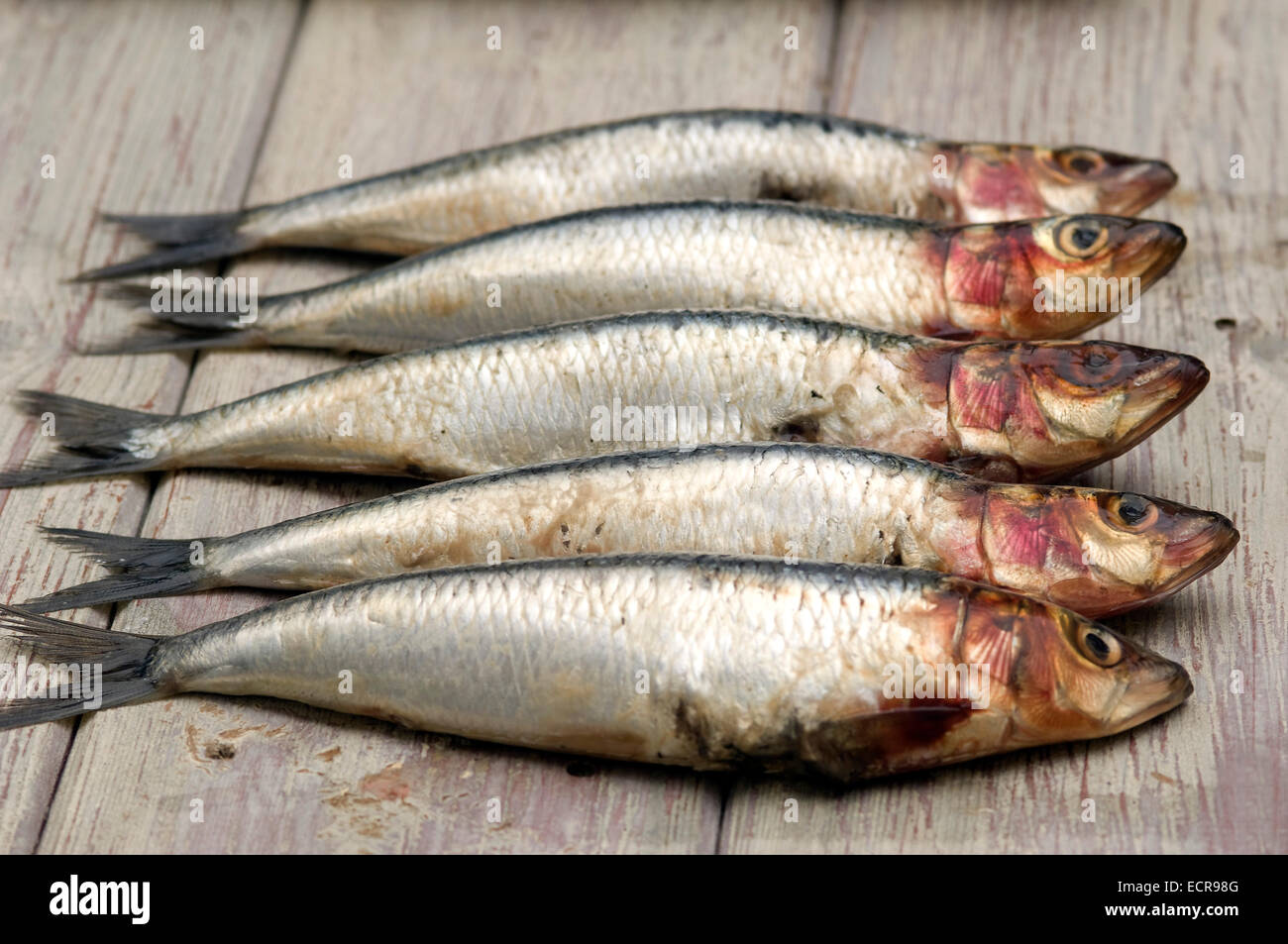 Sardines or pilchards Stock Photo - Alamy