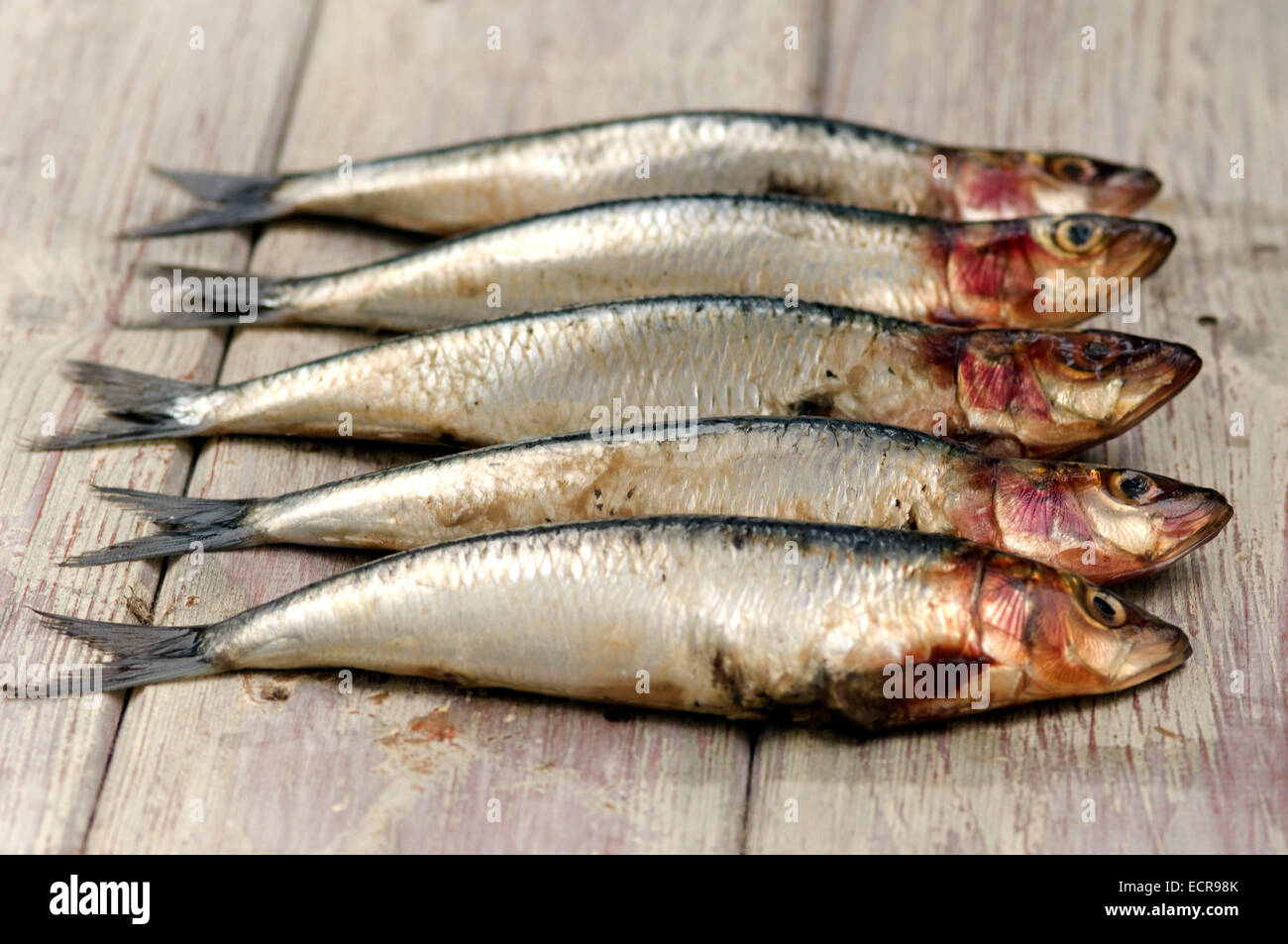 Pilchards hi-res stock photography and images - Alamy